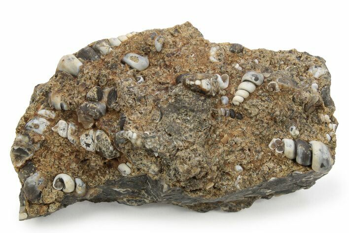 3.8" Fossil Freshwater Snails (Elimia) In Limestone - Wyoming (#242088 ...