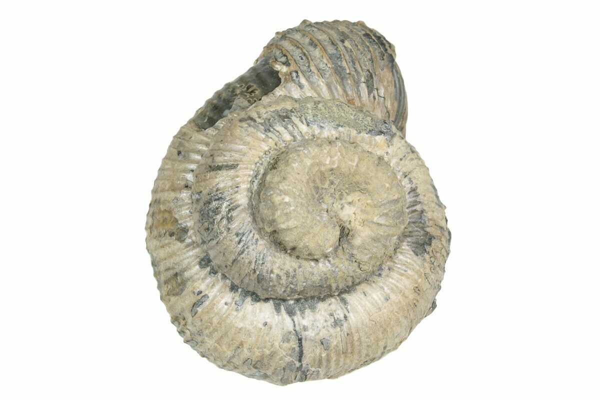 3.2" Fossil Heteromorph (Nostoceras) Ammonite - Madagascar (#241985 ...