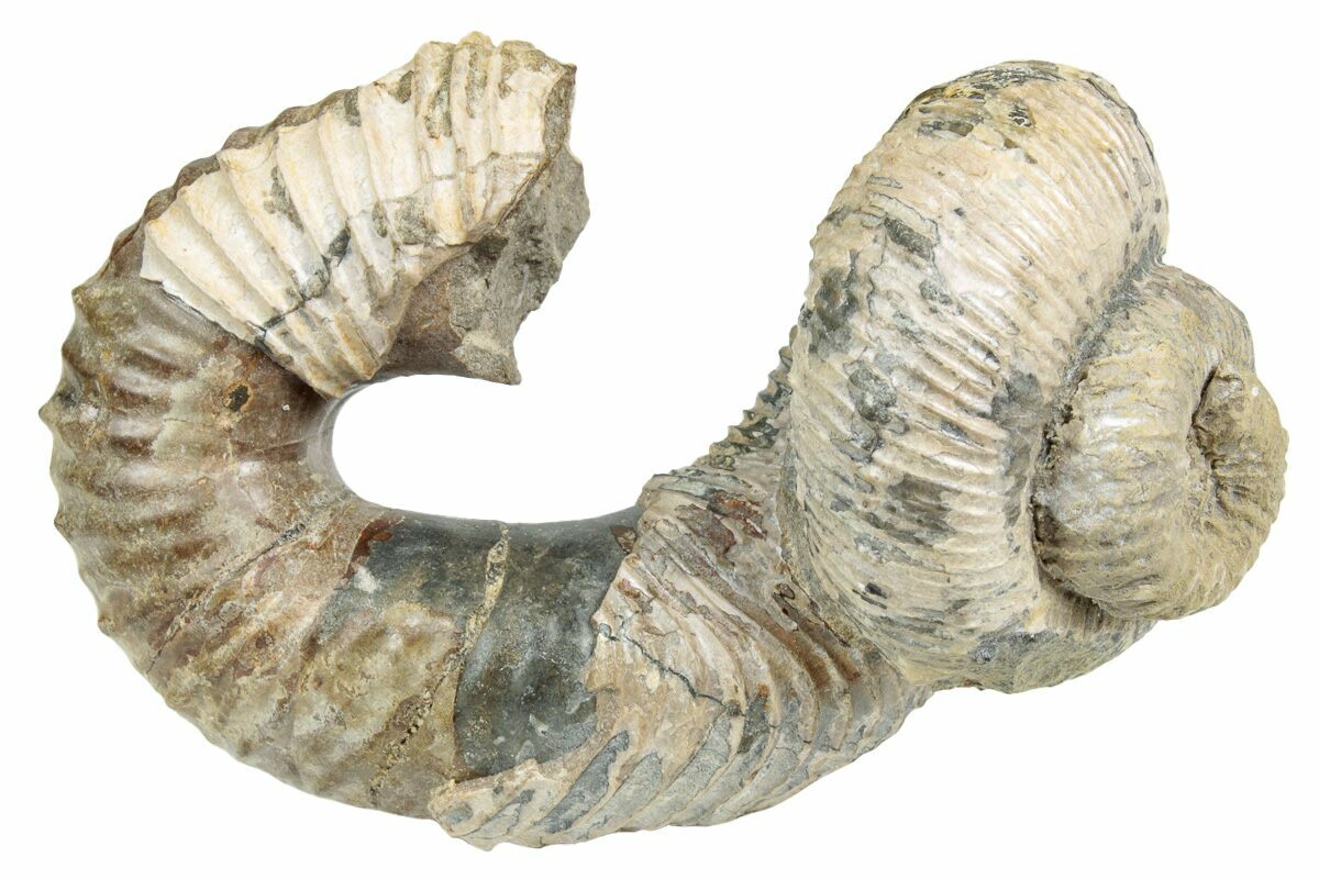 3.2" Fossil Heteromorph (Nostoceras) Ammonite - Madagascar (#241985 ...