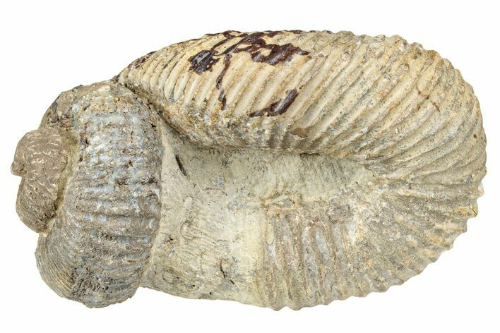 3.4" Fossil Heteromorph (Nostoceras) Ammonite - Madagascar (#241987 ...