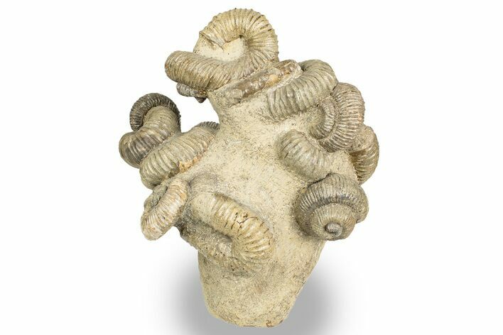 8.2" Tall Cluster Of Heteromorph (Nostoceras) Ammonite Fossils (#241988 ...