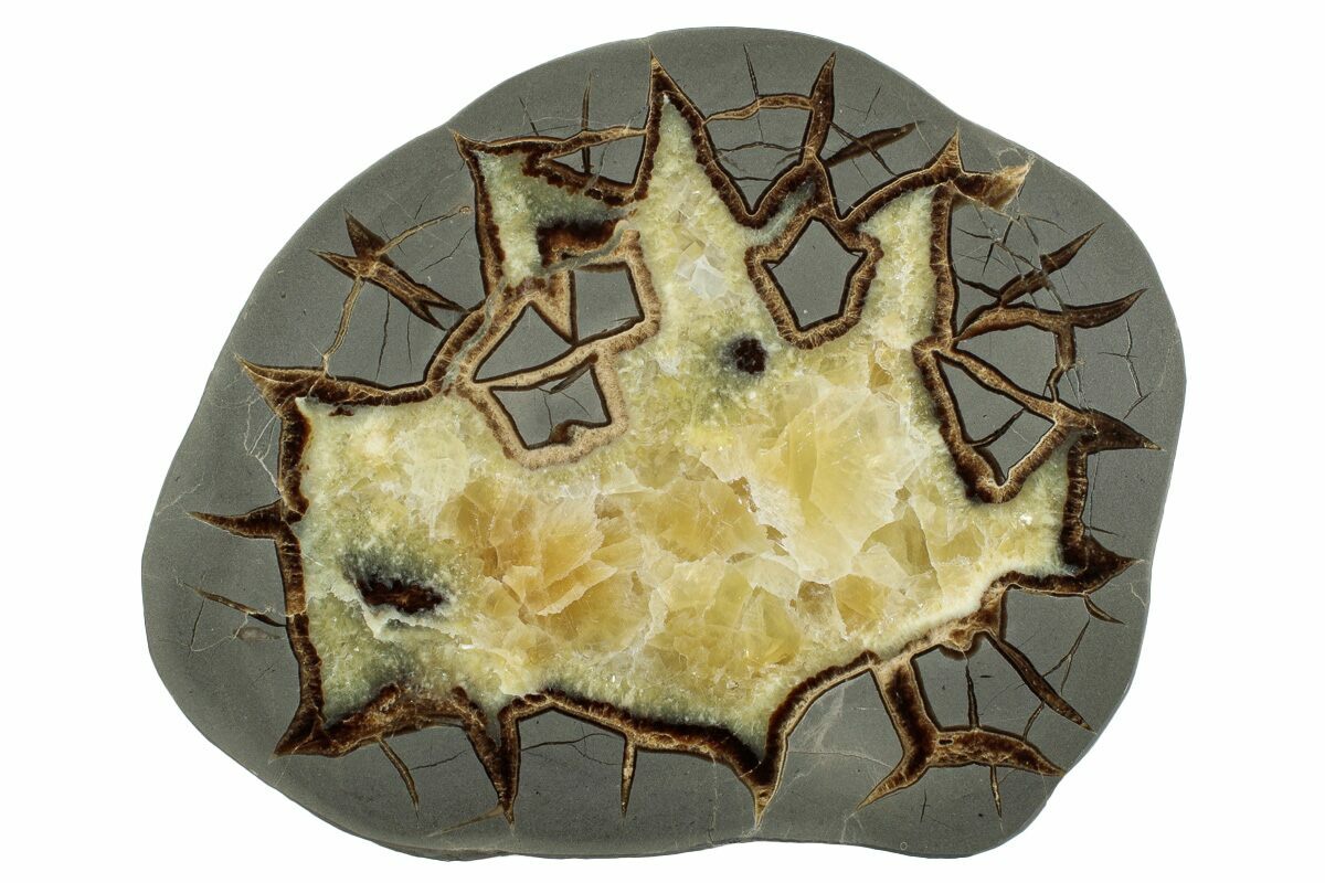 6.5" Polished Septarian Slab - Utah (#242174) For Sale - FossilEra.com