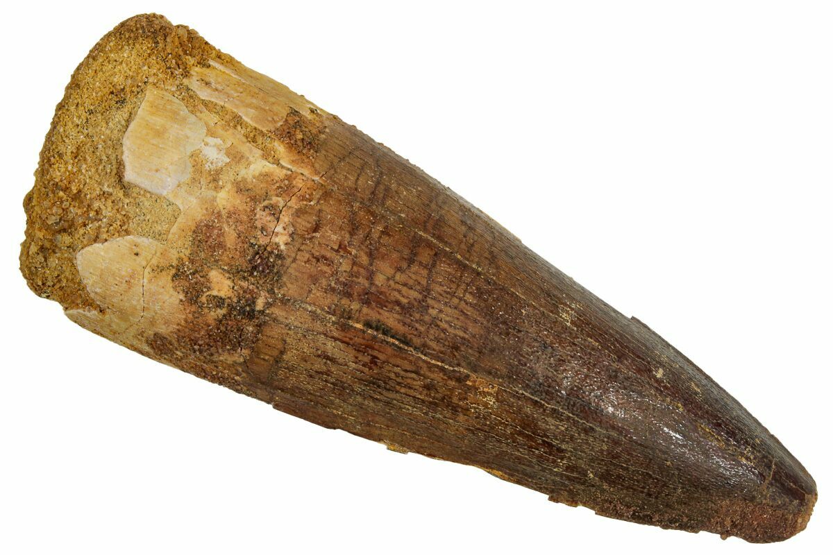 2.71" Fossil Spinosaurus Tooth - Real Dinosaur Tooth (#242233) For Sale ...