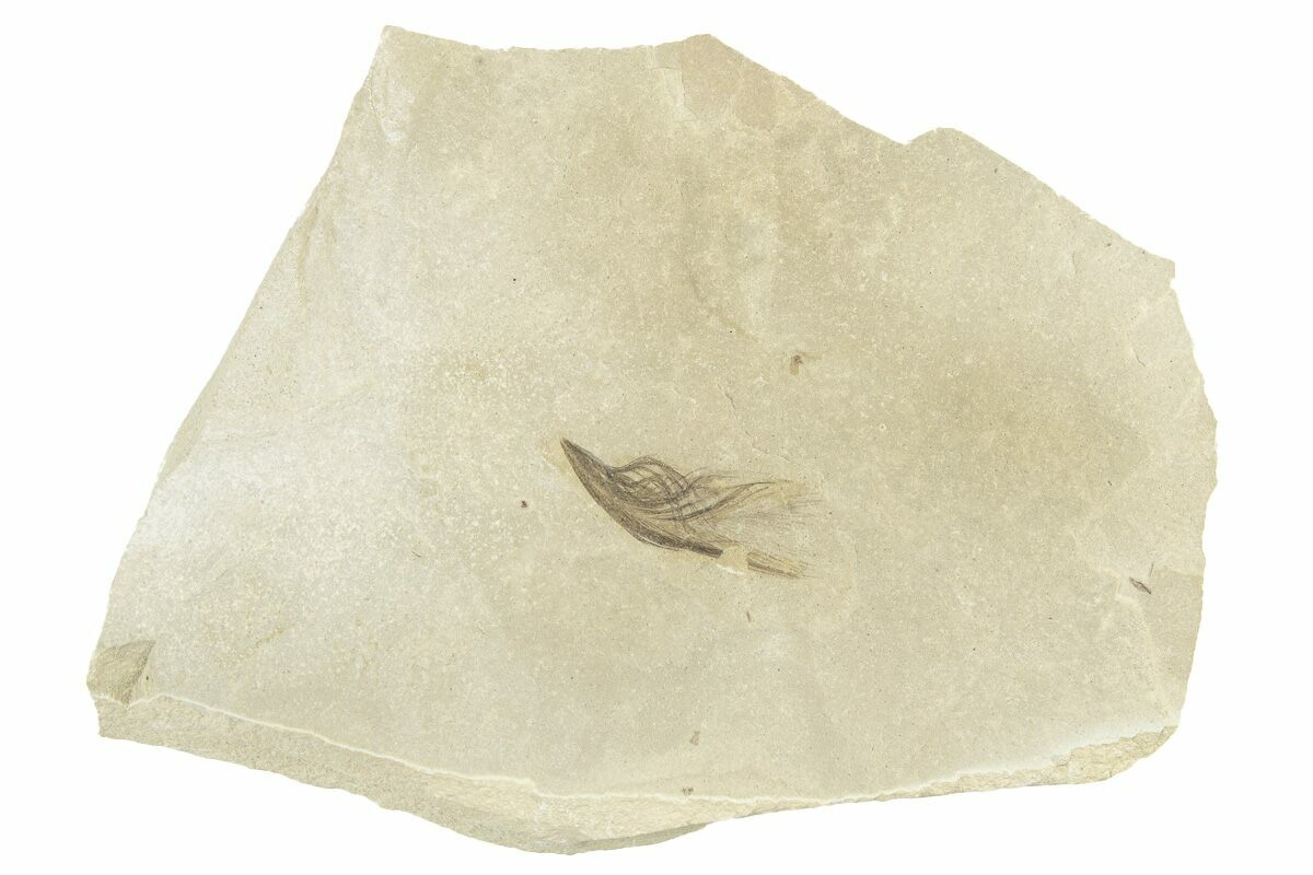 .75" Detailed Fossil Feather - Green River Formation, Utah (#242698 ...