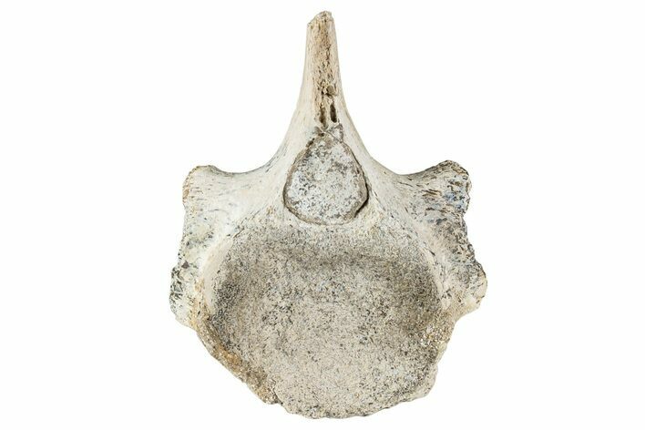 3.1" Fossil Plesiosaur (Thililua?) Vertebra - Asfla, Morocco (#240935 ...