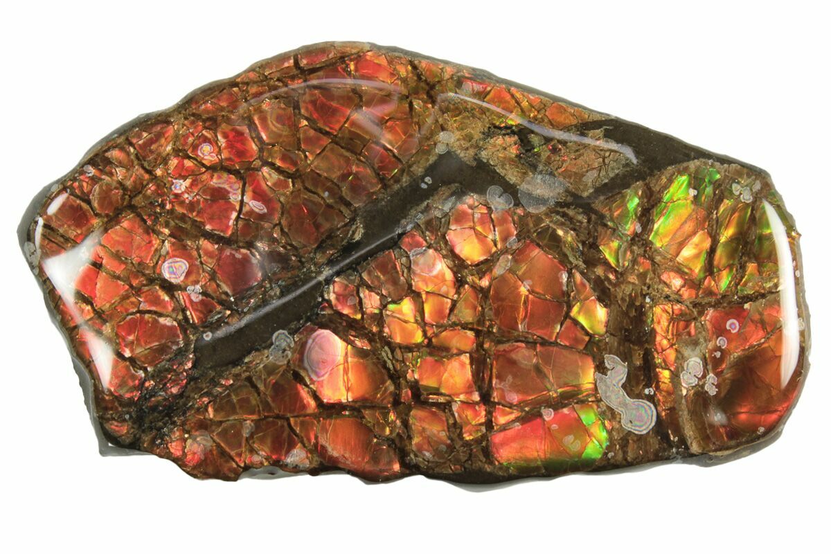 1.9" Iridescent Ammolite (Fossil Ammonite Shell) - Fiery Red! (#242982 ...