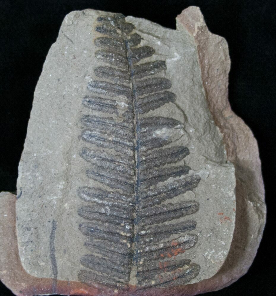 300 Million Year Old Fern Fossil (#14516) For Sale - FossilEra.com