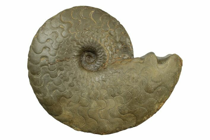 7.2" Triassic Ammonite (Discoceratites dorsoplanus) Fossil - Germany ...