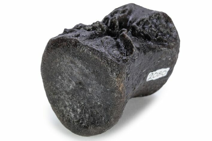 1.5" Ornithopod (Valdosaurus) Vertebra - Isle of Wight, England ...