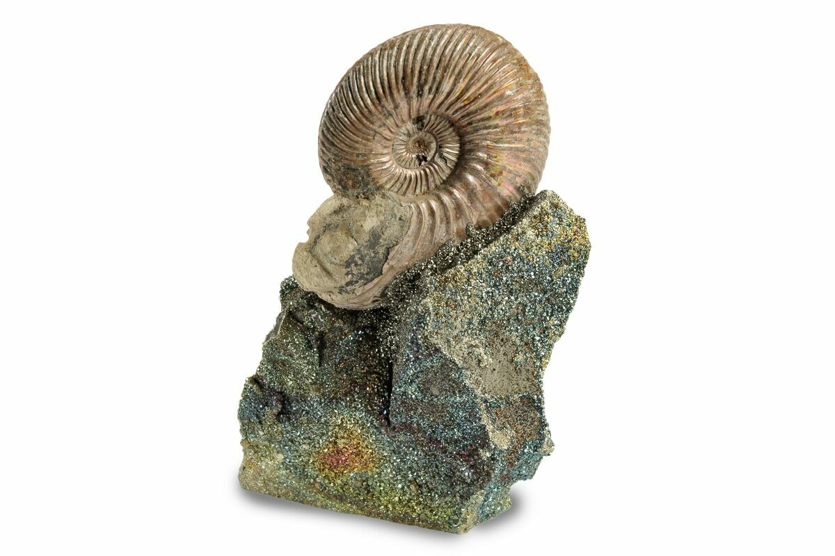 2.6" Iridescent, Pyritized Ammonite (Quenstedticeras) Fossil Display ...