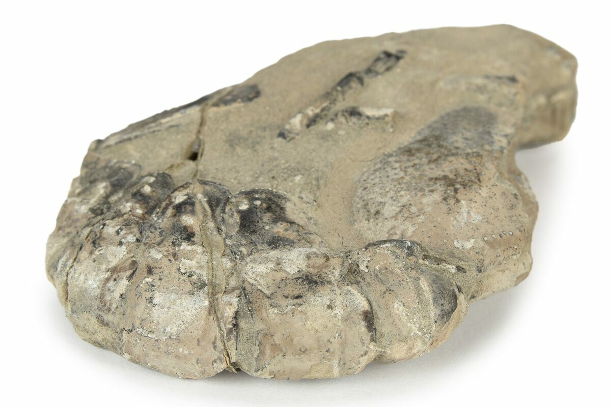 2.7" Fossil Lobster (Meyeria) - Cretaceous, Isle of Wight (#243477) For ...