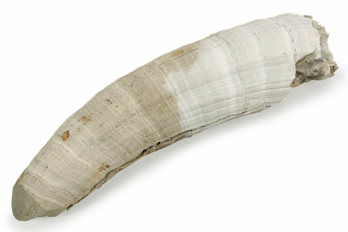 3.6" Fossil Sperm Whale (Physeterula) Tooth - North Carolina (#243738 ...