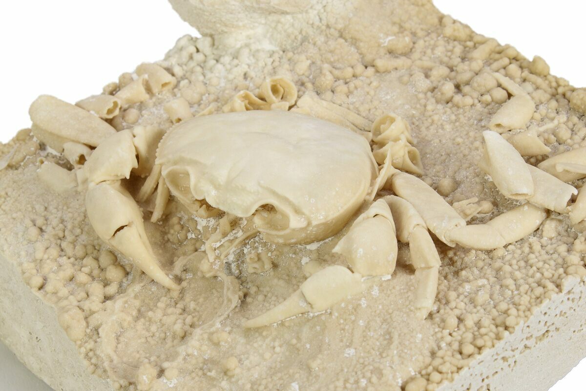 3.6" Fossil Crab (Potamon) Preserved in Travertine - Turkey (#243742 ...