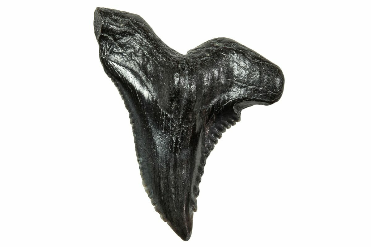 1.53" Snaggletooth Shark (Hemipristis) Tooth - South Carolina (#240335 ...