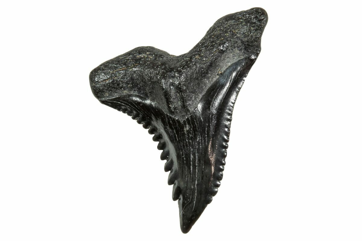 1.11" Snaggletooth Shark (Hemipristis) Tooth - South Carolina (#240343 ...