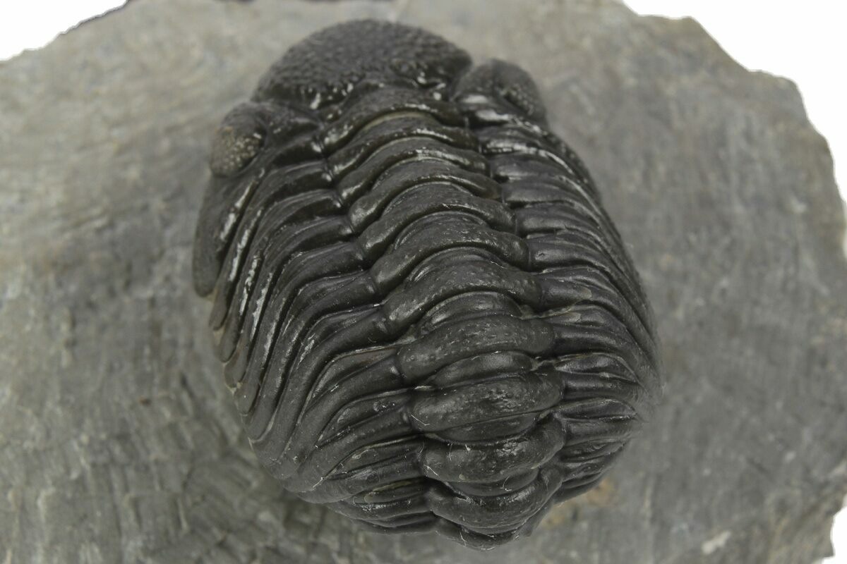 2.2" Detailed Morocops Trilobite - Ofaten, Morocco (#243869) For Sale ...