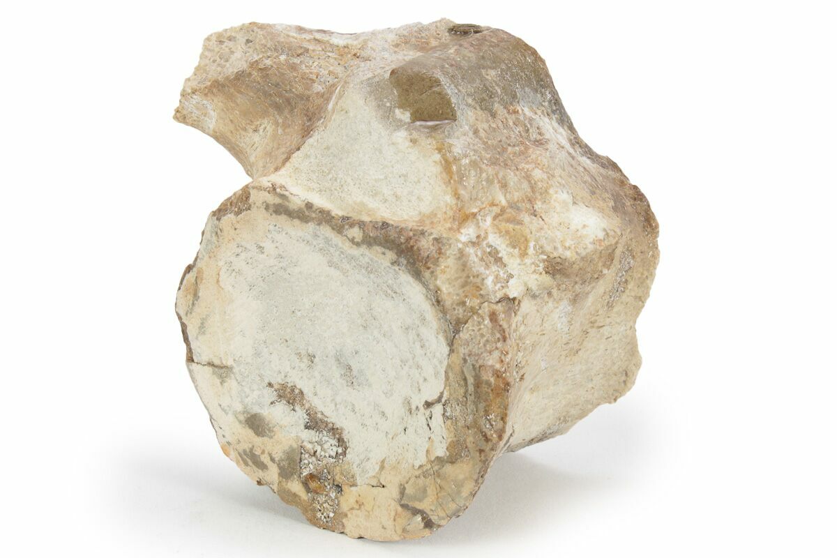 2.4" Fossil Plesiosaur (Thililua?) Vertebra - Asfla, Morocco (#240968 ...
