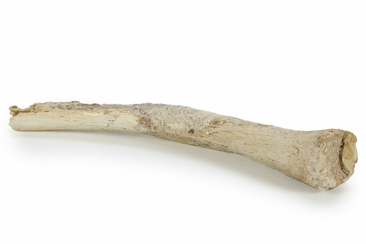 5.9" Fossil Plesiosaur Rib Section - Asfla, Morocco (#240977) For Sale ...