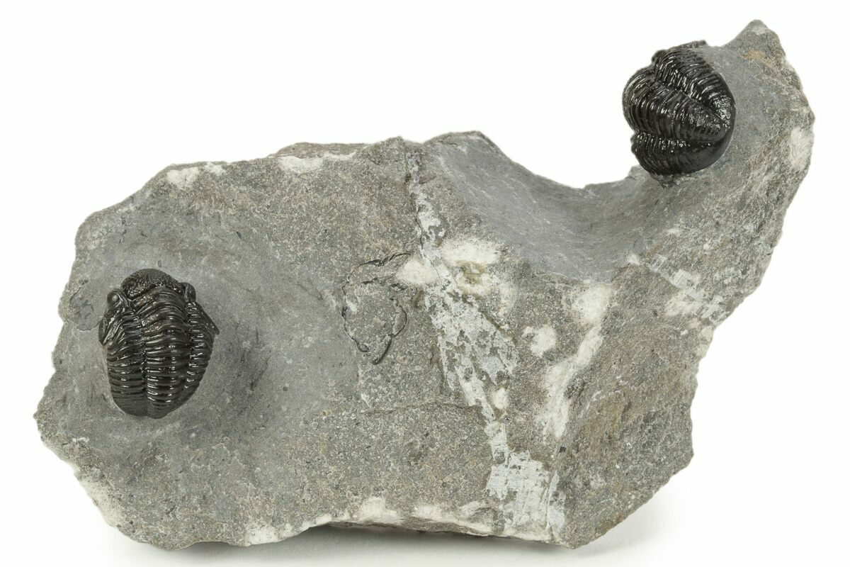 Two Detailed Gerastos Trilobite Fossils - Morocco (#244271) For Sale - FossilEra.com