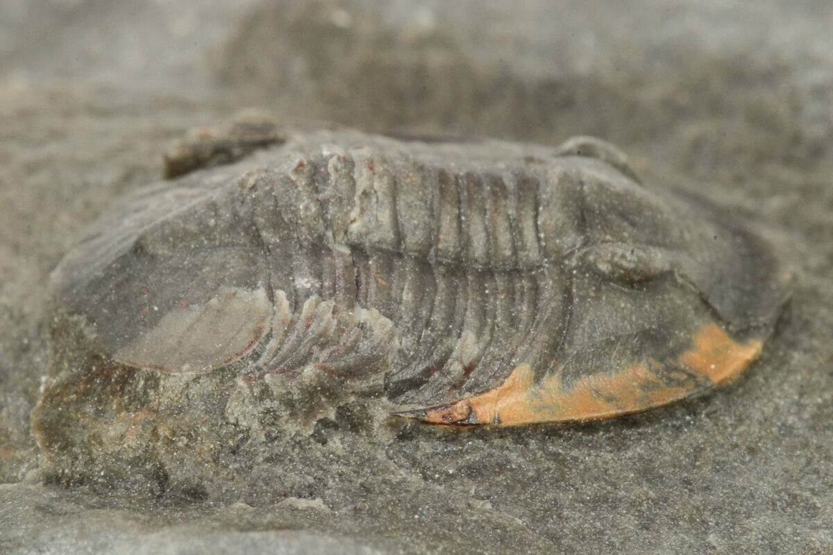 .55" Rare Proetid Trilobite (Tropidocoryphe) - Issoumour, Morocco ...