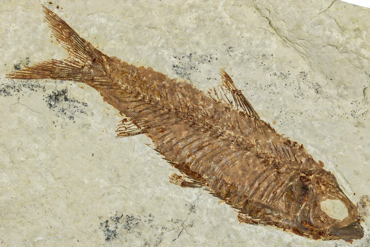 3.5" Detailed Fossil Fish (Knightia) - Wyoming (#244143) For Sale ...