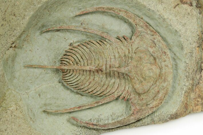 1.65" Early Cambrian Fallotaspis - Tazemmourt, Morocco (#244452) For ...