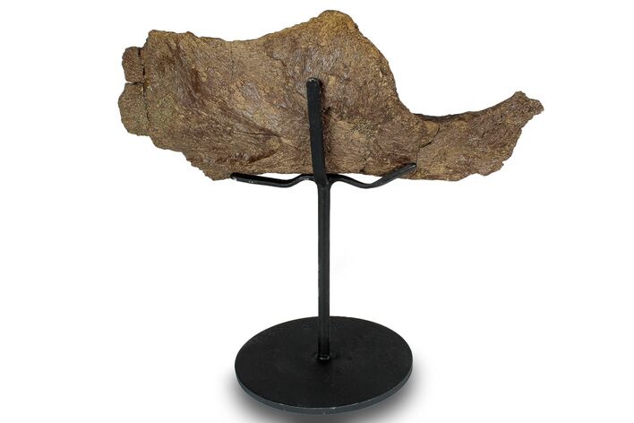7.2" Hadrosaur (Edmontosaurus) Right Surangular Bone - Montana (#244645 ...