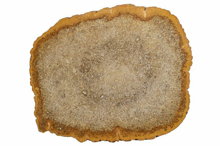 6" Cretaceous Petrified Tree Fern (Tempskya) Slab - Oregon (#244855 ...