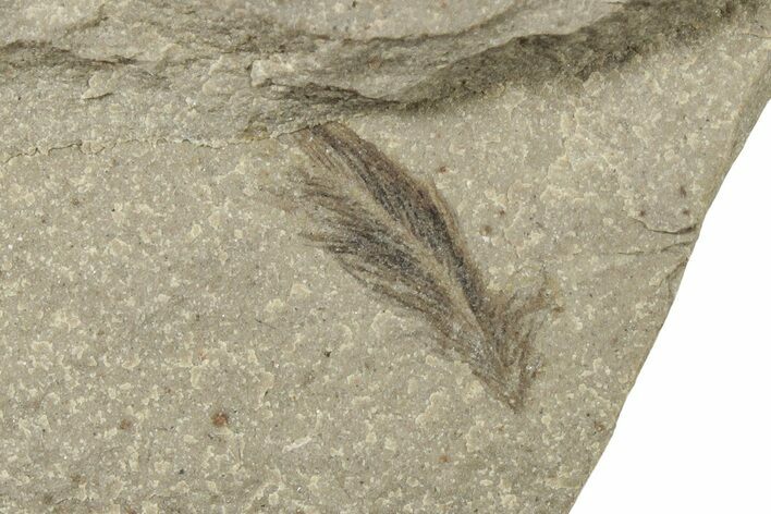 .35" Detailed Fossil Feather - Green River Formation, Utah (#244682 ...