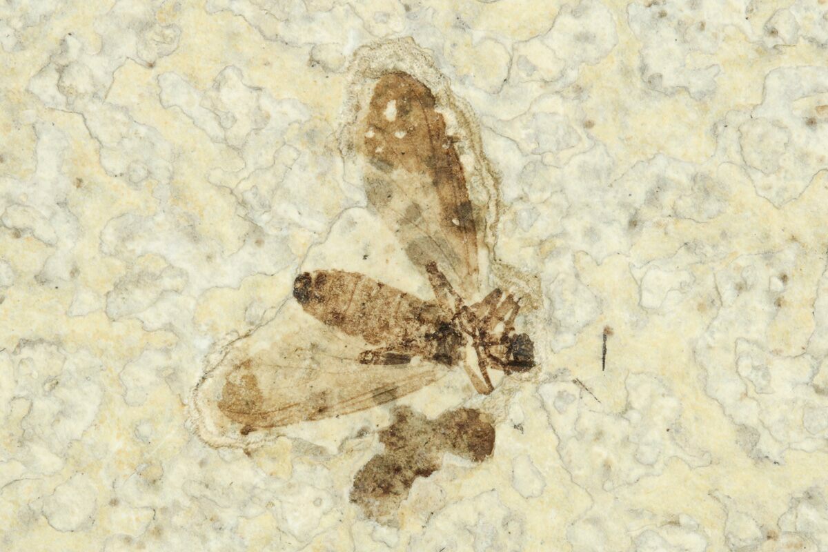 .6" Detailed Fossil March Fly (Plecia) w/ Legs - Wyoming (#245656) For ...