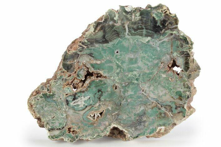7.5" Rare, Green, Chromium-Rich Petrified Wood Slab - Arizona (#245857 ...