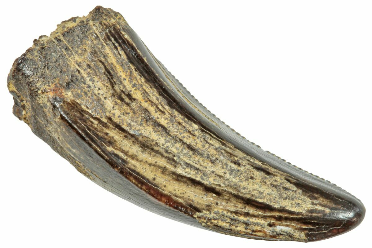 Serrated, .71" Tyrannosaur (Nanotyrannus?) Tooth - Montana (#245919 ...