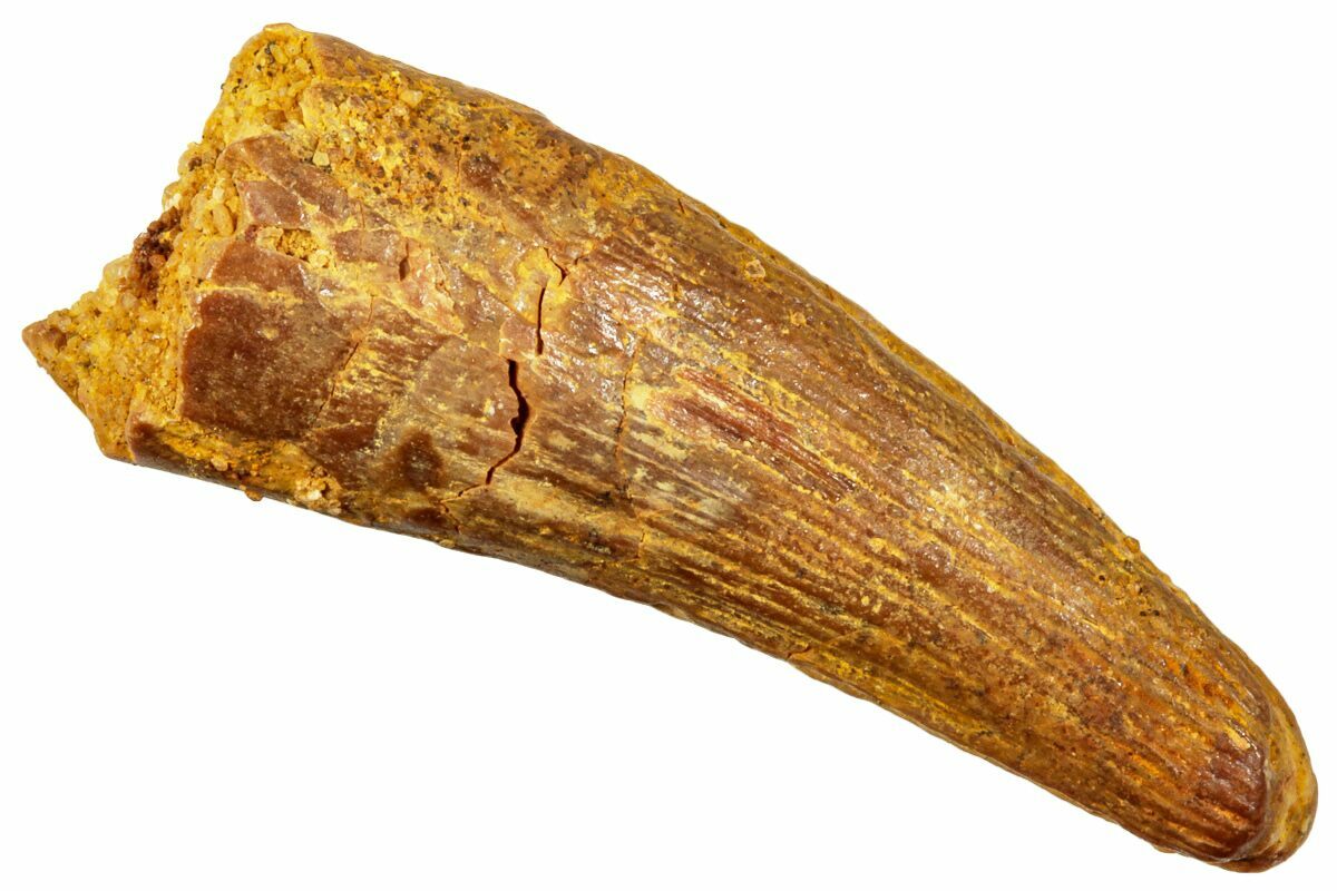 1.07" Fossil Pterosaur (Siroccopteryx) Tooth - Morocco (#246026) For ...