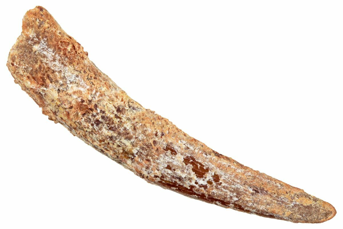 1.01" Fossil Pterosaur (Siroccopteryx) Tooth - Morocco (#246034) For ...