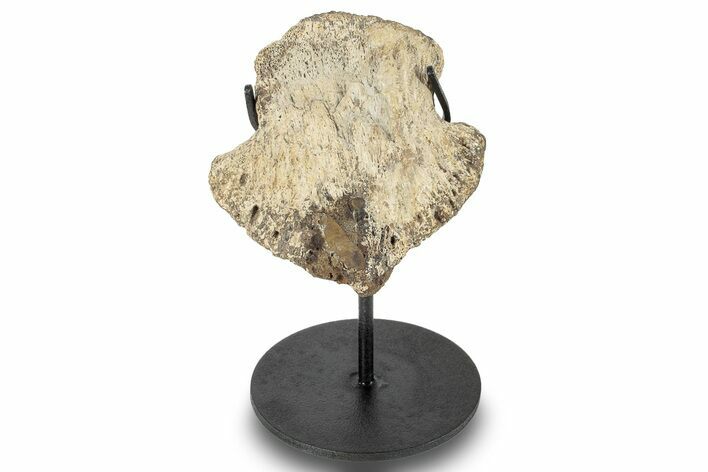 3.6" Fossil Hadrosaur (Edmontosaurus) Ungual w/ Stand - Montana ...