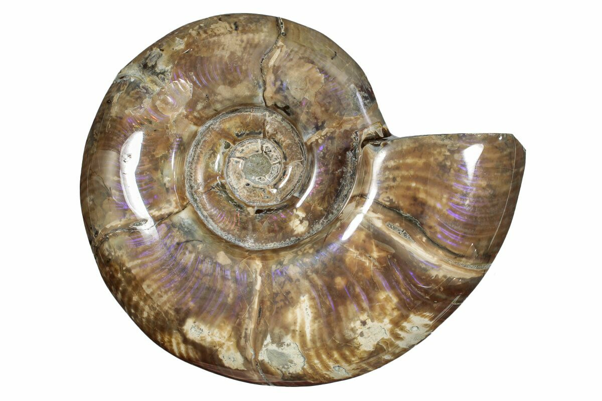 4.6" Polished Ammonite (Argonauticeras) Fossil - Madagascar (#246200 ...