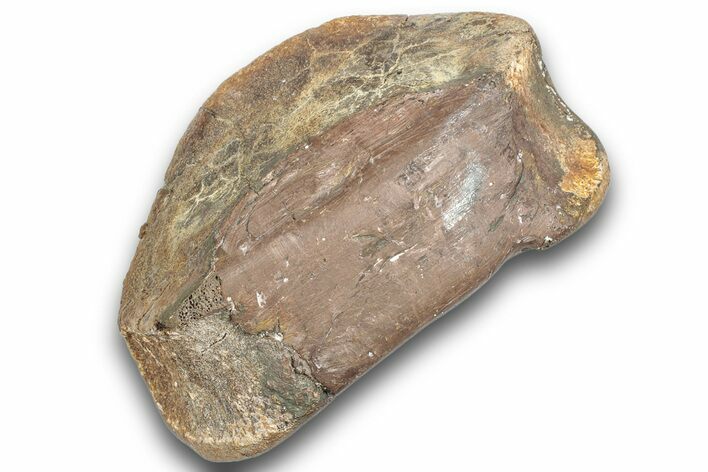 4.1" Fossil Dinosaur Phalanx (Toe) Bone - Montana (#246234) For Sale ...