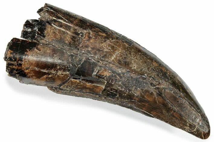 Serrated 3.49" Tyrannosaurus (T-Rex) Tooth - Montana (#246275) For Sale ...