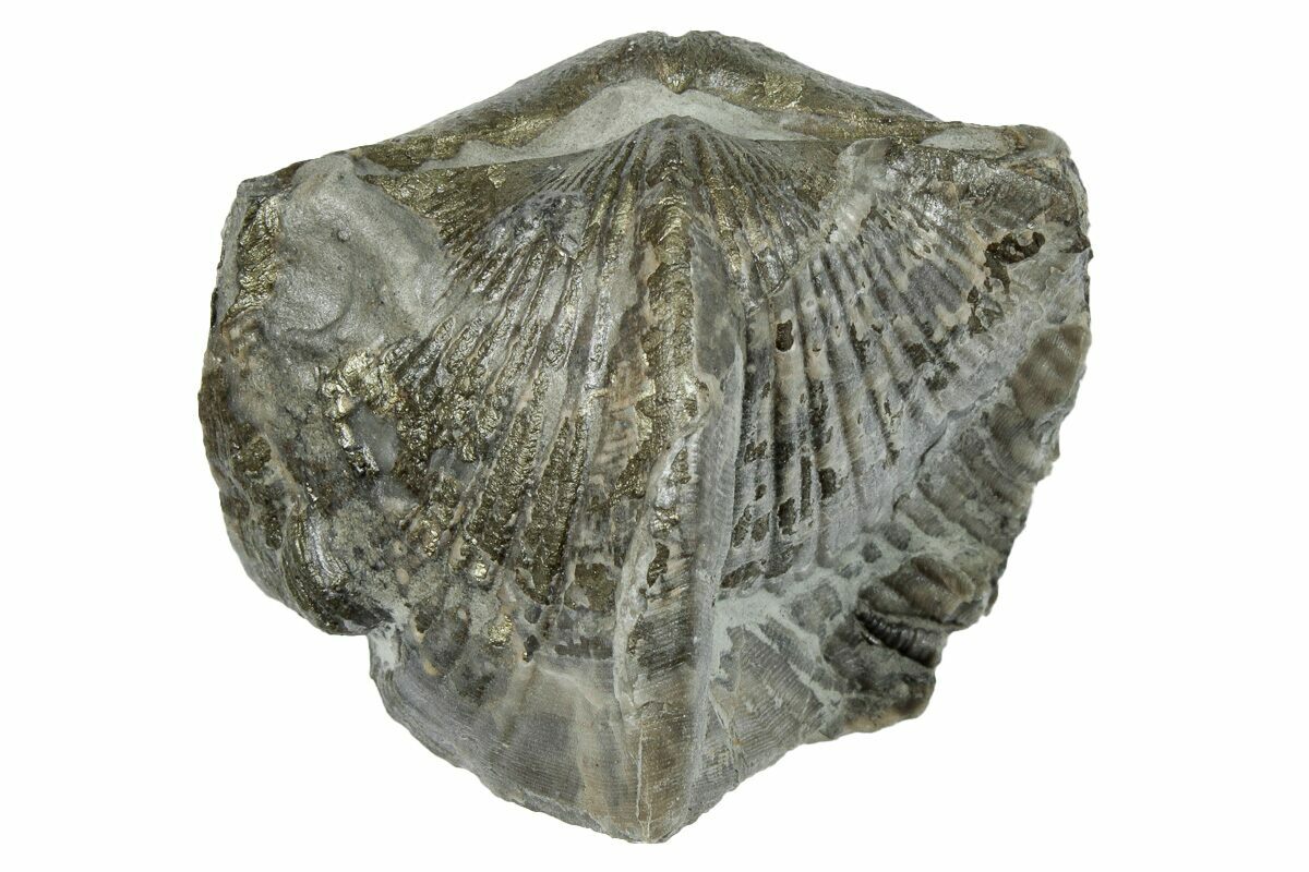 1.85" Pyrite-Replaced Brachiopod (Paraspirifer) Fossil - Ohio (#246646 ...