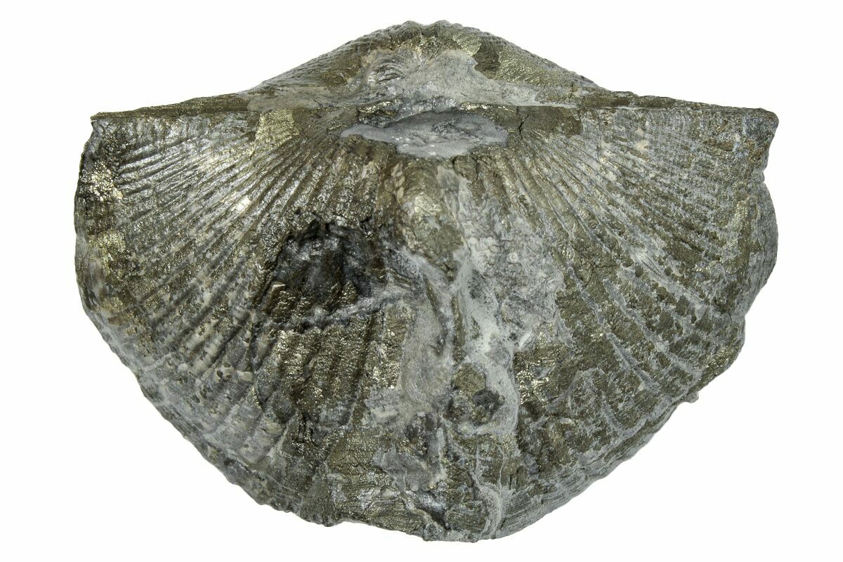 1.85" Pyrite-Replaced Brachiopod (Paraspirifer) Fossil - Ohio (#246651 ...
