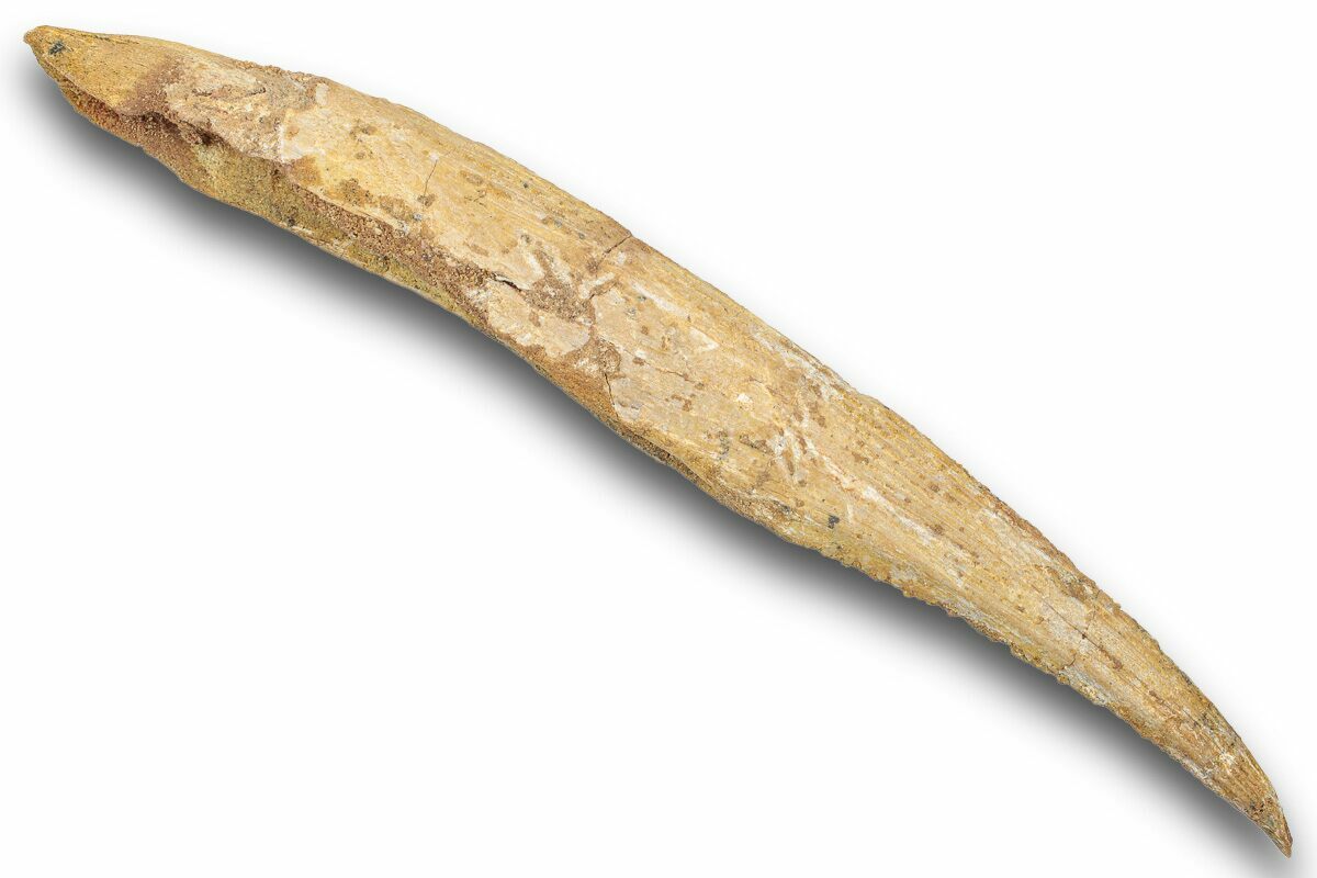 7.1" Fossil Shark (Hybodus) Dorsal Spine - Kem Kem Beds, Morocco ...