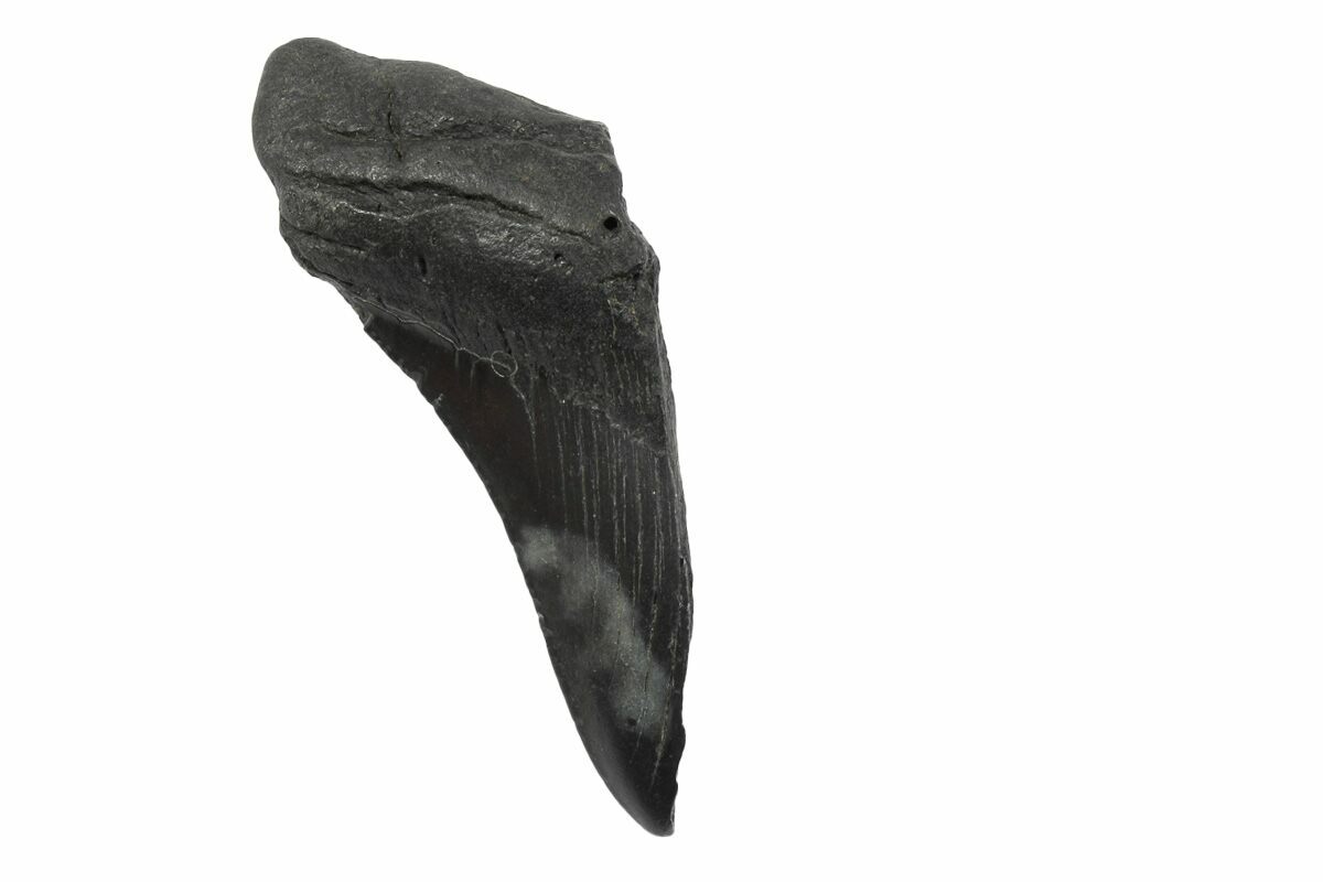 4.69" Partial, Fossil Megalodon Tooth (#240142) For Sale - FossilEra.com