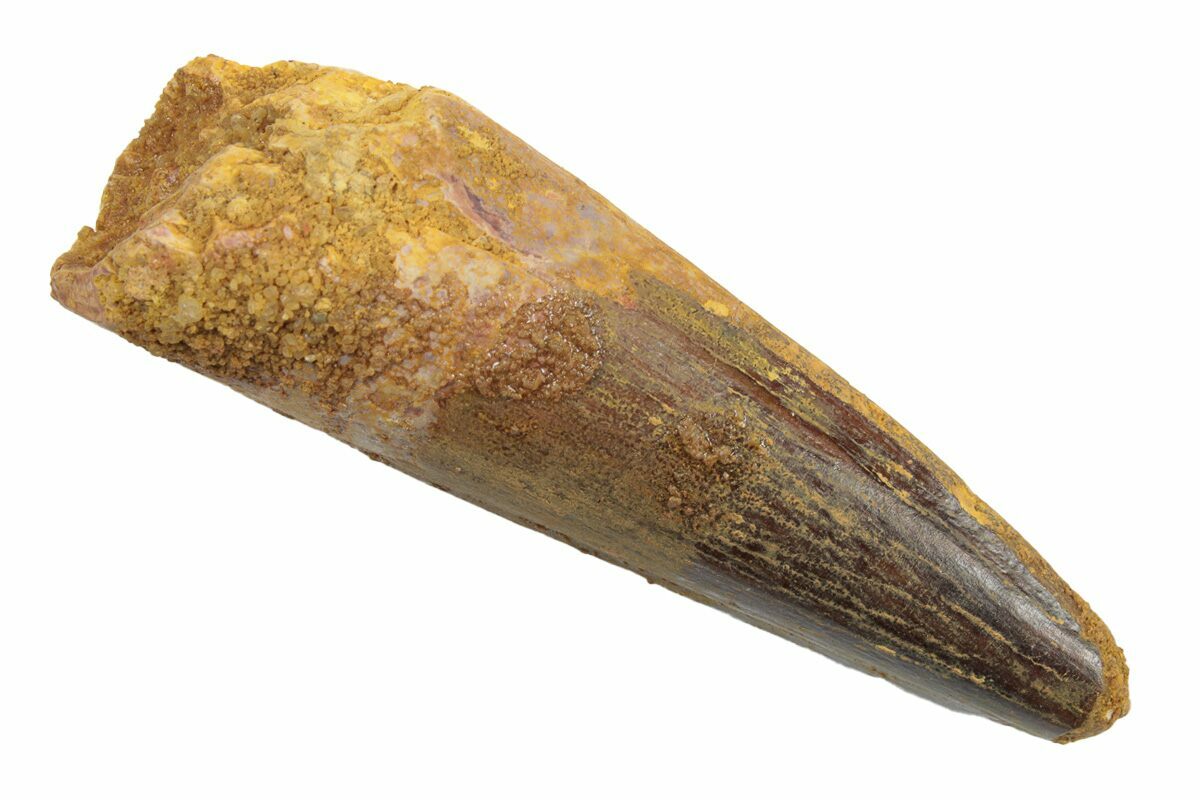 2.13" Fossil Spinosaurus Tooth - Real Dinosaur Tooth (#246907) For Sale ...