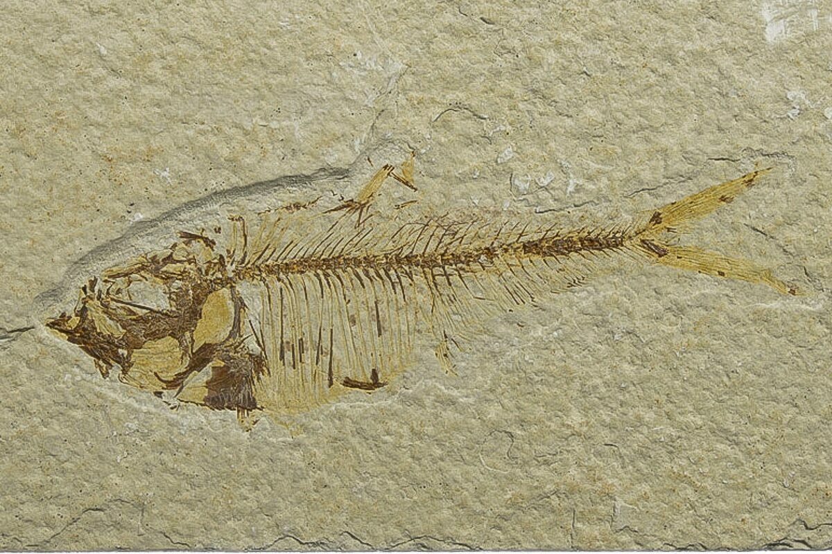 Bargain, 3.6" Fossil Fish (Diplomystus) - Wyoming (#244290) For Sale ...