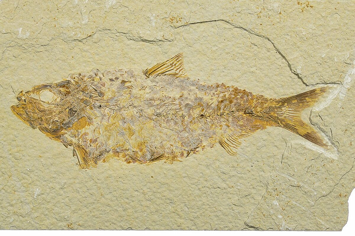 5.2" Fossil Fish (Knightia) - Wyoming (#244314) For Sale - FossilEra.com