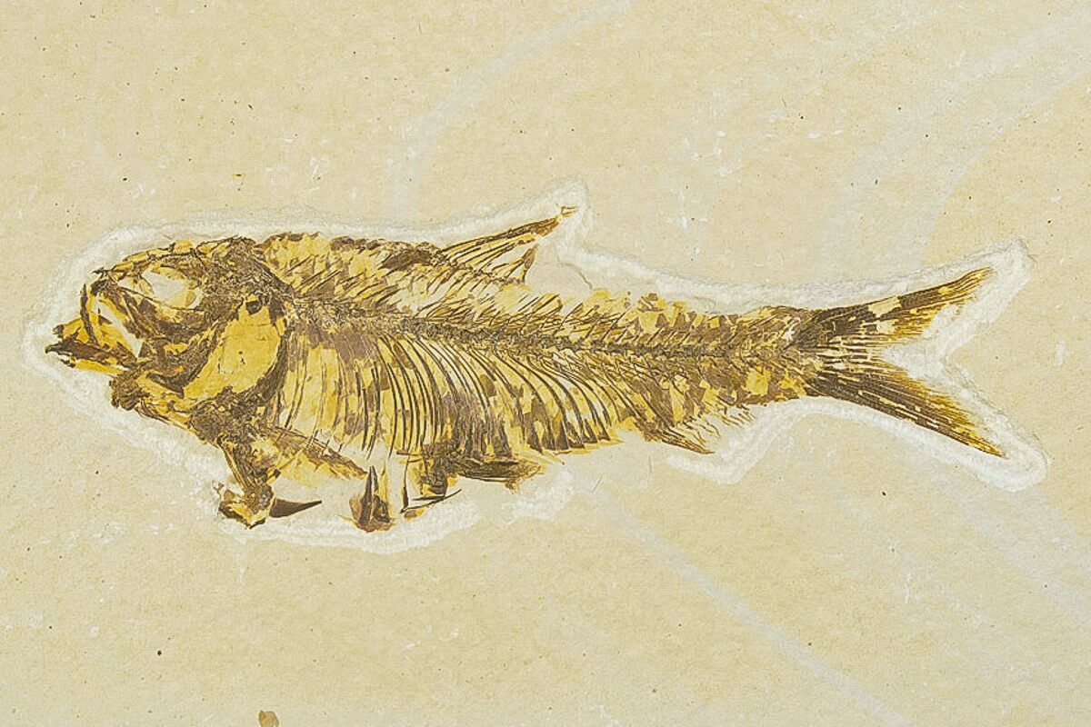 4.3" Fossil Fish (Knightia) - Wyoming (#244320) For Sale - FossilEra.com