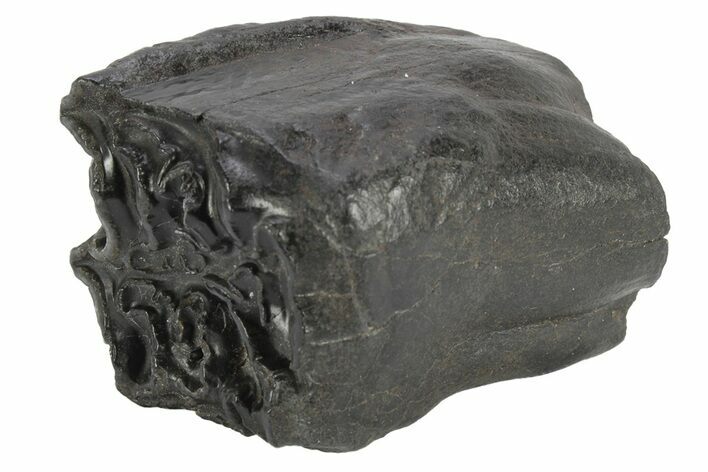 1.85" Pleistocene Aged Fossil Horse Tooth - South Carolina (#247896 ...