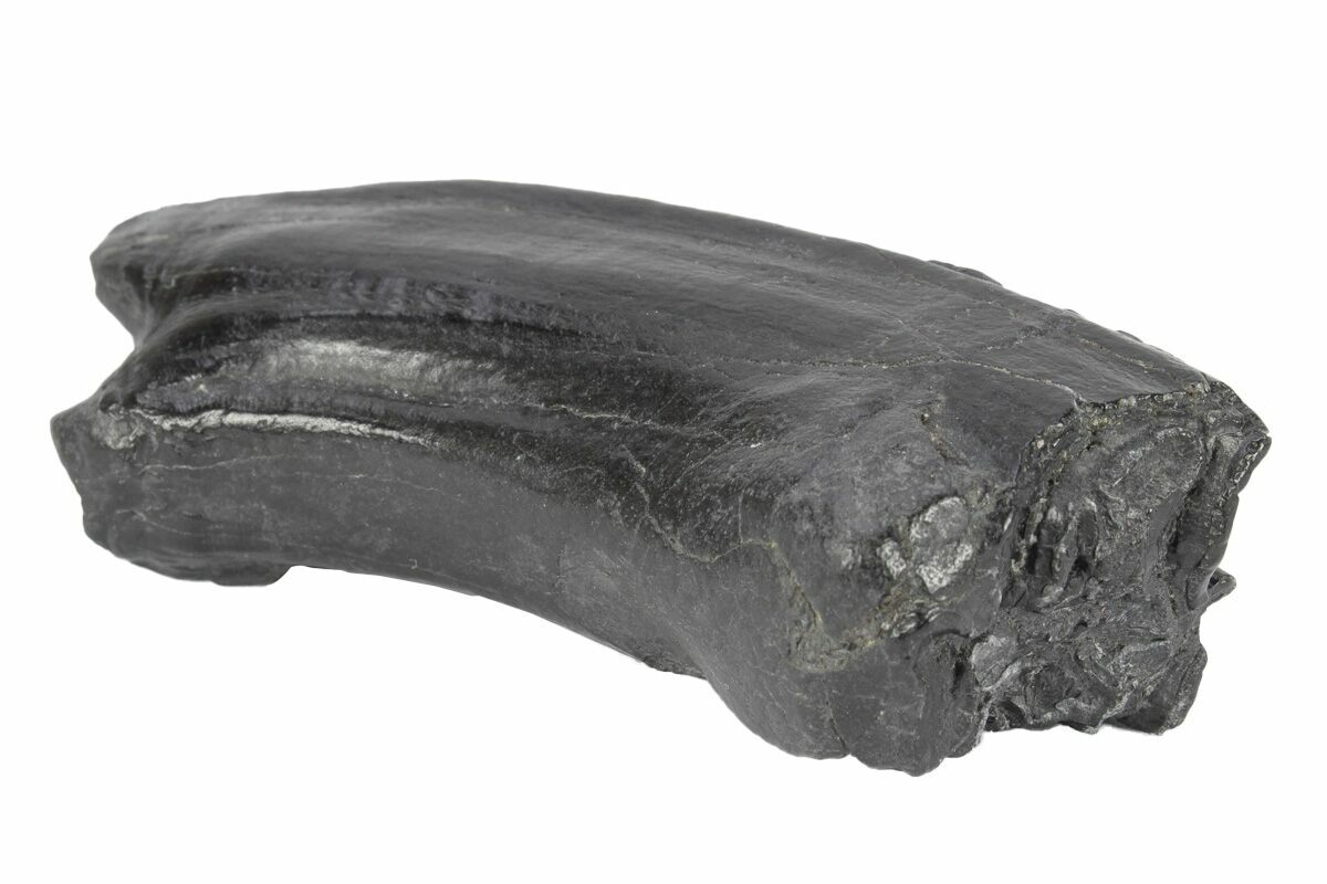 2.9" Pleistocene Aged Fossil Horse Tooth - South Carolina (#247913) For ...