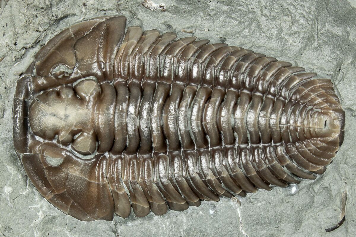1.40" Long Prone Flexicalymene Trilobite - Mt. Orab, Ohio (#247409) For ...