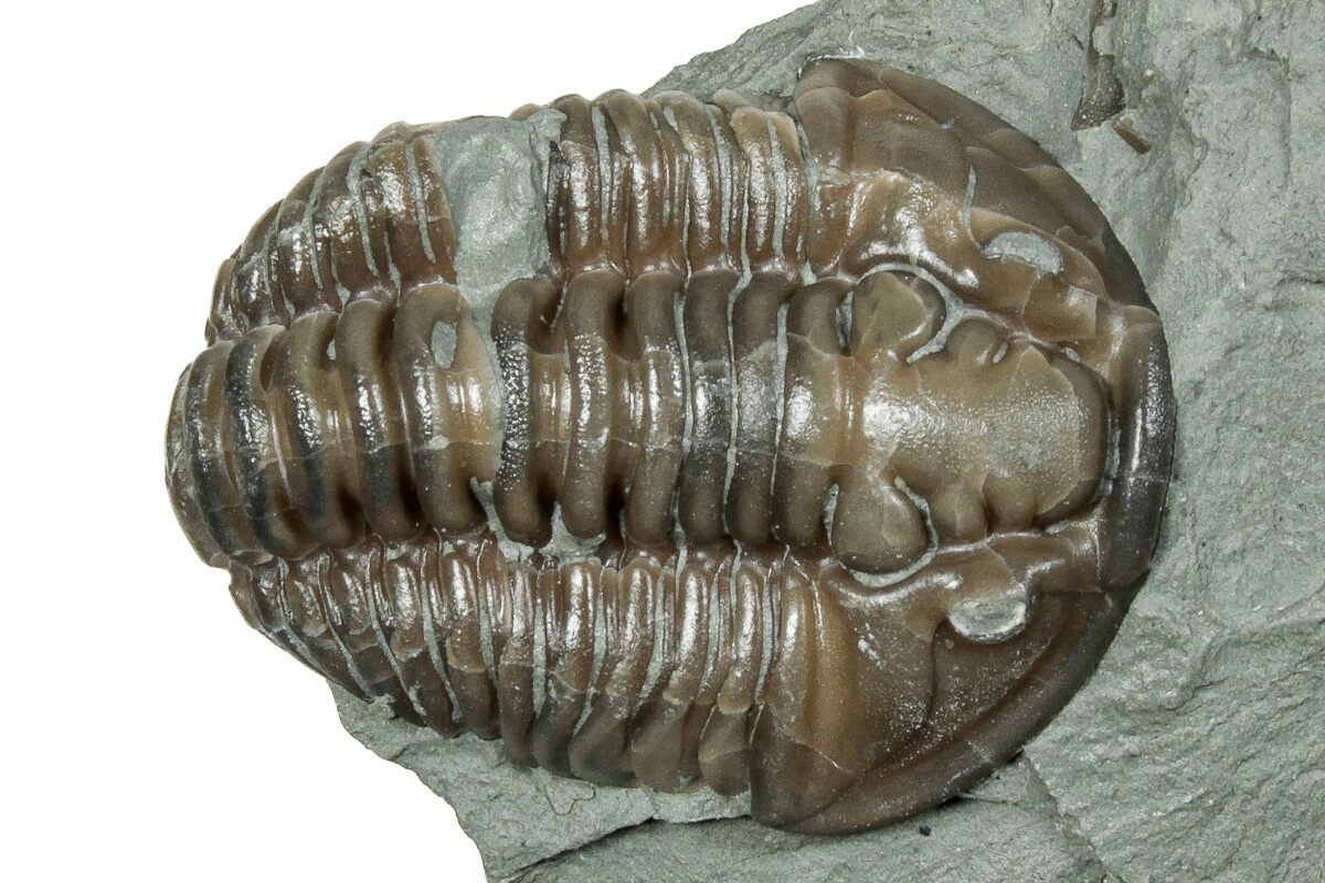 .90" Long Flexicalymene Trilobite - Mt. Orab, Ohio (#247416) For Sale ...